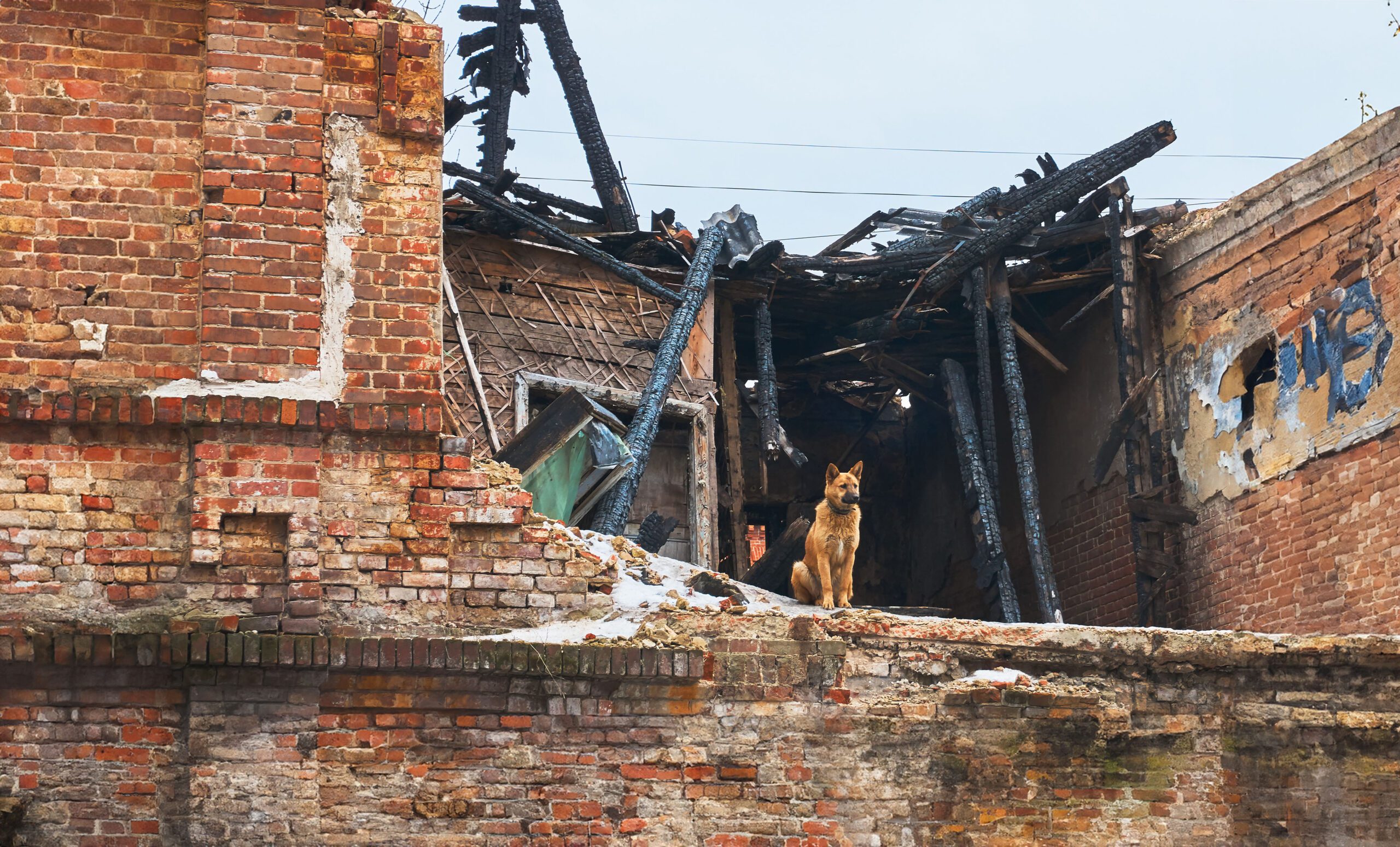 Hidden Victims: Recognizing How Natural Disaster Impacts Wildlife ...